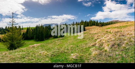 forest on a hill side meadow in high mountains. beautiful summer day ...