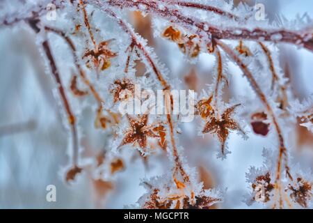 Raspberry bush in winter frost Stock Photo - Alamy