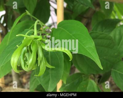 Thai Ylang-Ylang or ilang-ilang tree, the color of young age flower is ...