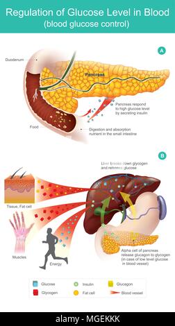 Glucose Homeostasis. Blood glucose regulation. Insulin secretion ...