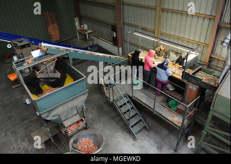 Workers sort and prepare organic shallots for sale at the processing ...