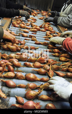 Shallots processing facilities at Charles Ascoet, one of the shallot ...