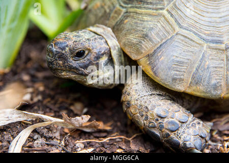 portrait, tortoise, wrinkles, old, turtle, tongue, eyes, nose, armour ...