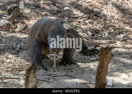 Scary Komodo Dragon with Large Claws Stock Photo - Alamy