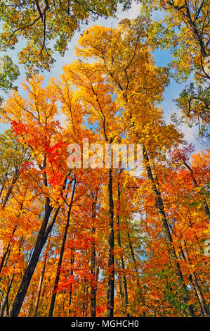 Fall Colors in Brown County State Park in Indiana Stock Photo - Alamy