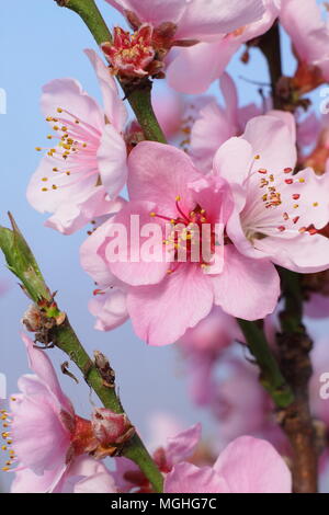 Prunus persica. Peach peregrine flower blossom Stock Photo - Alamy