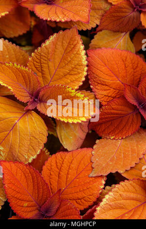 Coleus Campfire Orange Stock Photo - Alamy