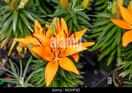 hybrid lily flowers, nature background top view Stock Photo - Alamy