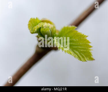 Hazel tree leaf buds Stock Photo - Alamy
