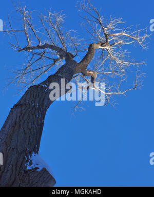 Isolated dead tree with no leaves on blue sky and white clouds with ...