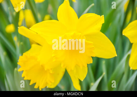 Daffodils blossom on forest floor in spring.Nature Uk.British spring ...