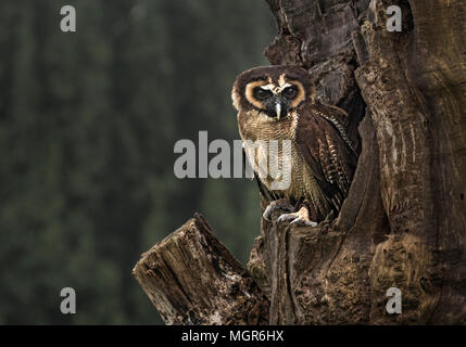 Brown Wood Owl (Asian Wood Owl) Strix leptogrammica Stock Photo - Alamy