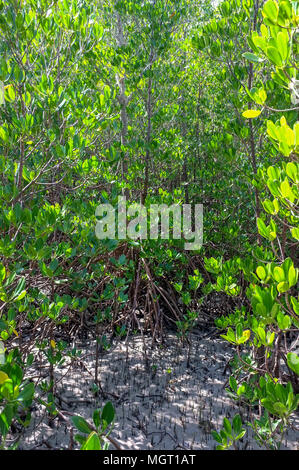 Mangrove trees at low tide at Point Jerome near Mahebourg on the Indian ...