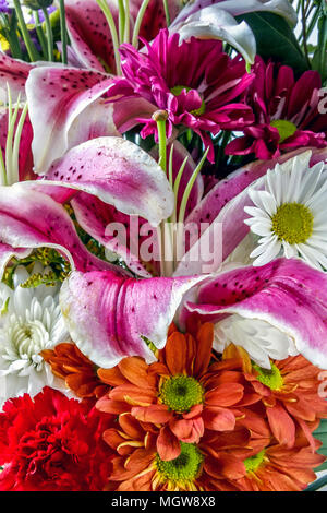 Lilium cernuum is a species of lily native to Korea and eastern Siberia ...