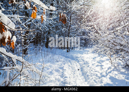 Pathway in a forest covered in dried leaves and yellowing trees in ...