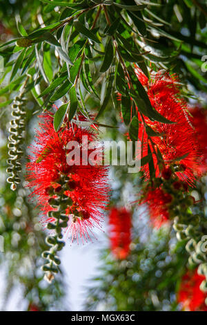 The Callistemon, also known as bottlebrush, is a flowering plant found ...