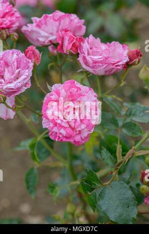 Rose Bright Ideas Stock Photo - Alamy