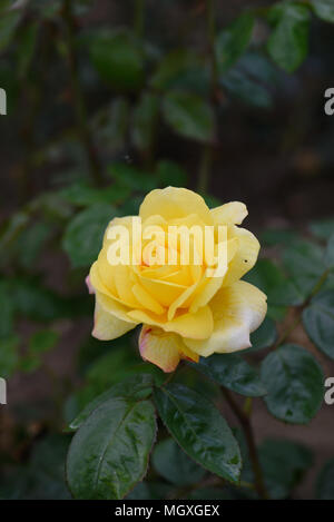 Rose China Town, Rose Chinatown Stock Photo - Alamy