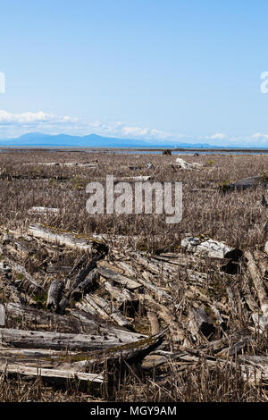 View of the George C Reifel Migratory Bird Sanctuary in Delta, British ...