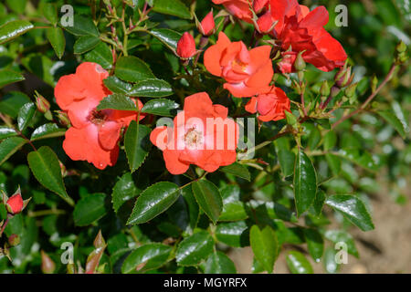 Rose Flower Carpet Sunset Stock Photo - Alamy