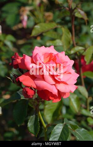 Rose Galway Bay Stock Photo - Alamy