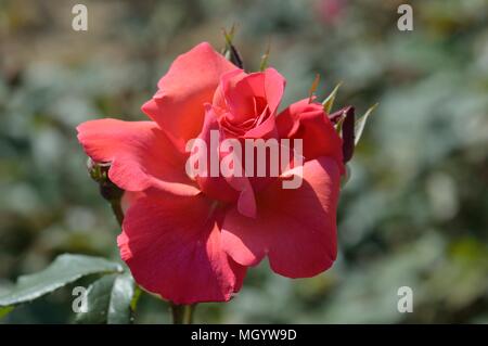 Rose Galway Bay Stock Photo - Alamy