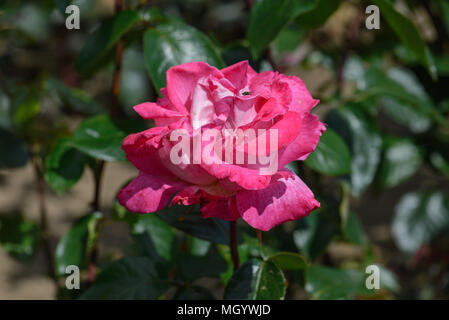 Rose Gardeners Glory Stock Photo - Alamy