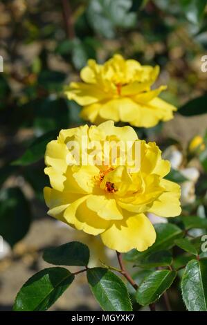 Rose Golden Showers Stock Photo - Alamy