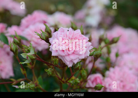 Rose Graciously Pink Stock Photo - Alamy