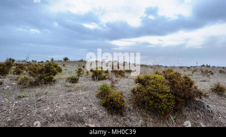 Nature of the ancient city of Ugarit, Syria Stock Photo - Alamy