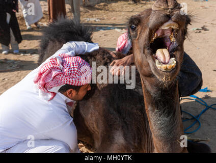 Saudi men taking care of an angry camel in a market, Najran Province ...