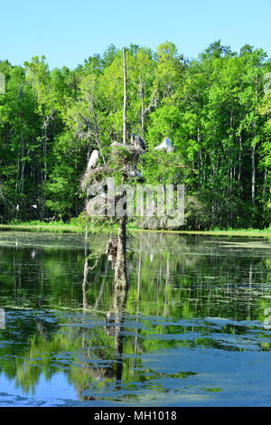 Swamp near Charleston in South Carolina Stock Photo - Alamy