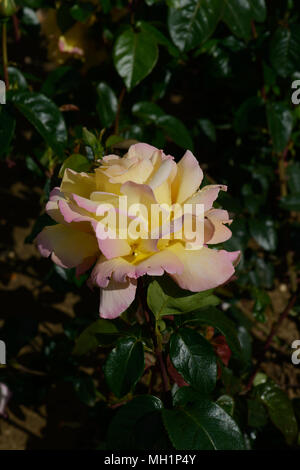 Peace rose bush flower a delicate scent but a prolific flowering rose ...