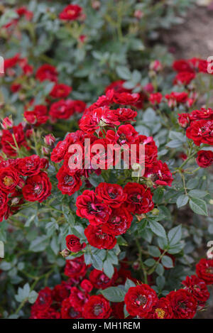 Rose Peter Pan Stock Photo - Alamy