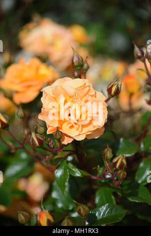 Rosa 'Precious Amber' Stock Photo - Alamy