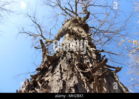 old maple tree without leaves in autumnal mountain landscape - big ...