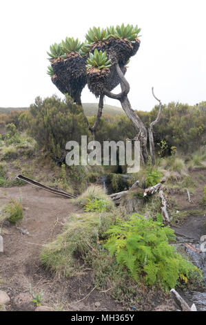Giant groundsels with Mount Kenya at the background as seen from Sirmon ...