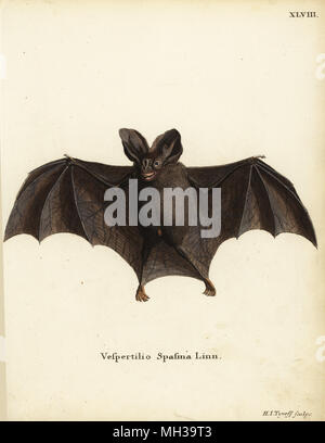 Lesser False Vampire Bat (Megaderma spasma) pair roosting in cave ...