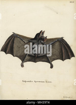 Spectral bat or false vampire bat, Vampyrum spectrum. Vespertilio ...