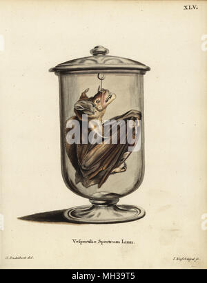 Spectral bat (Vampyrum spectrum), illustration from Soviet encyclopedia ...