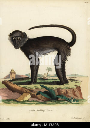 Grivet monkey (Chlorocebus aethiops Stock Photo - Alamy