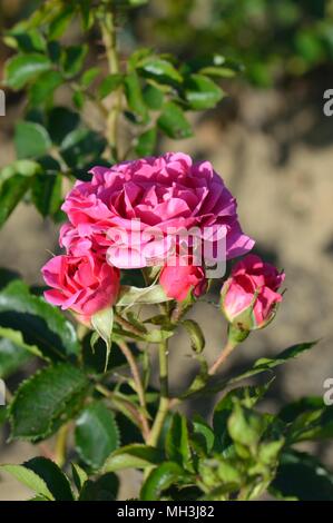 Rose Starlight Express Stock Photo - Alamy