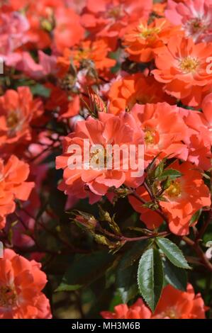 Rose flower (Rosa 'Sunseeker' Stock Photo - Alamy