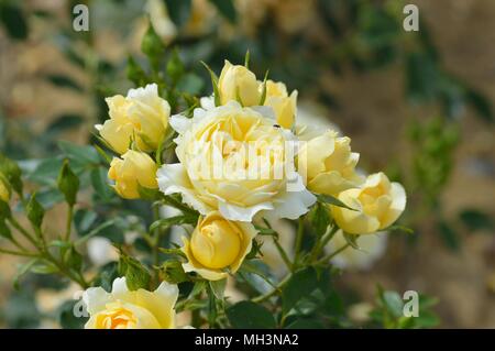 Rose Sweet Memories Stock Photo - Alamy
