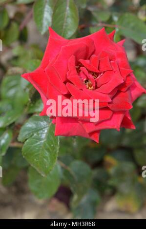 Rose Thinking of You Stock Photo - Alamy
