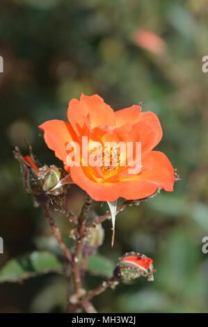 Rose Warm Welcome Stock Photo - Alamy