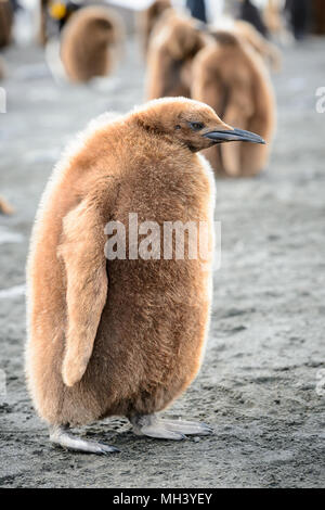 Baby penguin portrait with orange feathers in South Georgia in ...