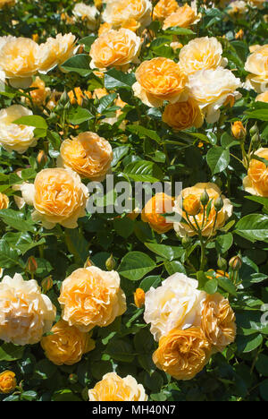Julia Child Roses Stock Photo - Alamy