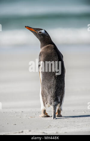 Little penguin from behind Stock Photo - Alamy