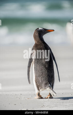 Little penguin from behind Stock Photo - Alamy